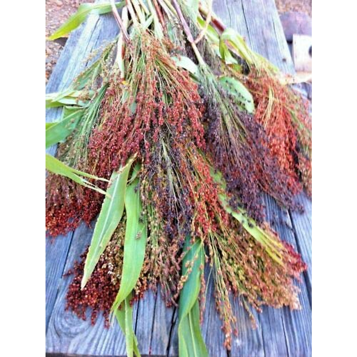 Broom Corn Seed Multi Color Crafts Home Accents Gold Red Bronze Purple Brown jocad (100+ Seeds)