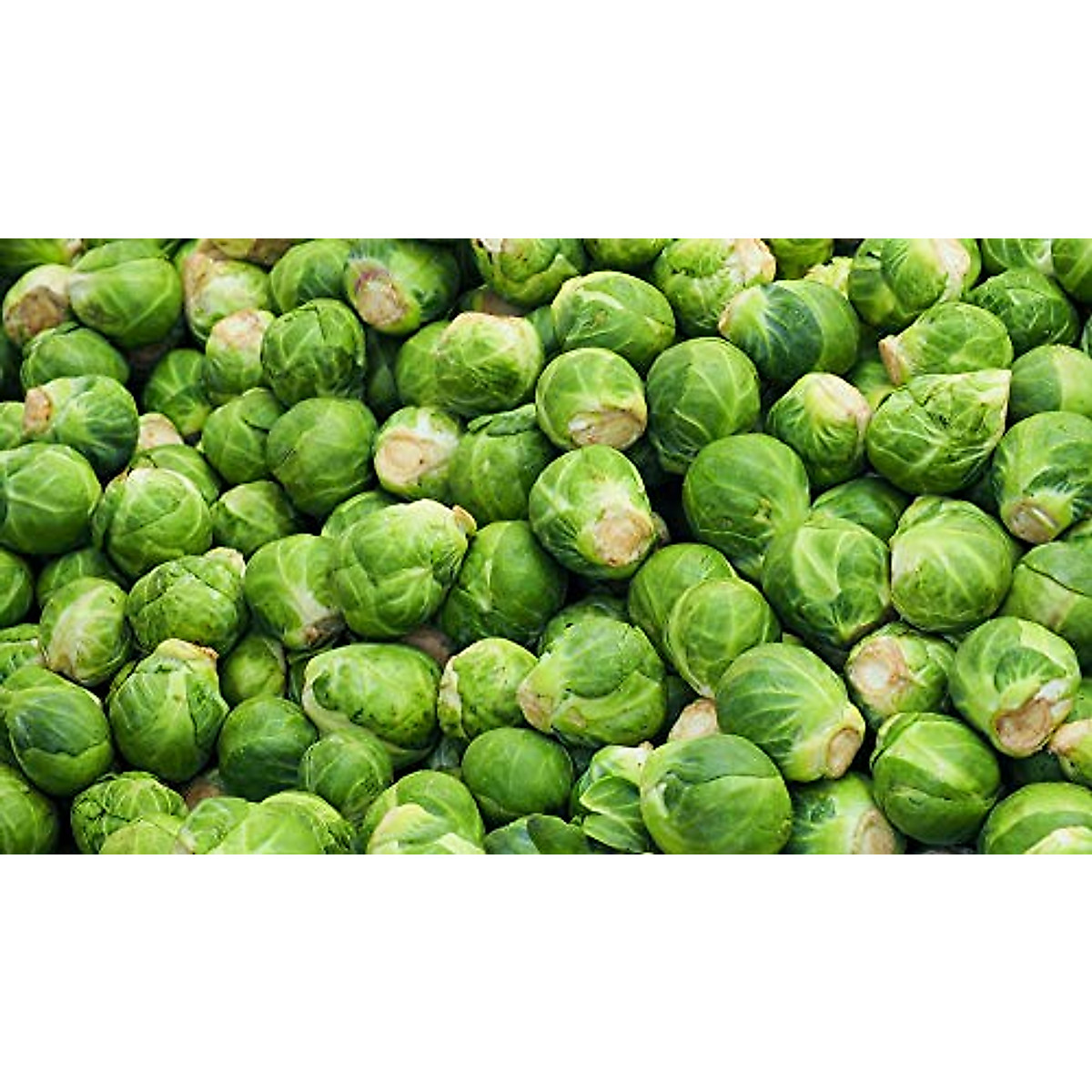Long Island Improved Brussels Sprout Seeds for Planting, 200+ Heirloom Seeds Per Packet, (Isla's Garden Seeds), Non GMO Seeds, Botanical Name: Brassica oleracea, Isla's Garden Seeds