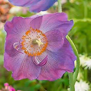 Outsidepride Perennial Himalayan Violet Poppy Meconopsis Garden Flower Plants - 100 Seeds