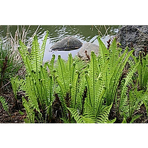 05 Ostrich Fern Bare Root Ground Cover for Planting Planting Growing Outdoor Indoor Perennial Ornaments Can Grow Pots Gift Garden