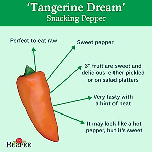 Burpee Tangerine Dream Sweet Pepper Seeds 30 seeds