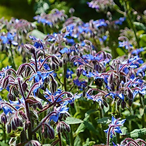 Outsidepride Borago Officinalis Borage Herb Garden Flowering Plants Great for Bee Pollination - 1 LB