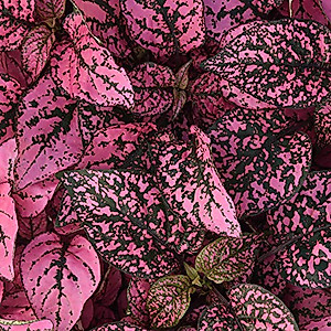 Outsidepride Hypoestes Splash Rose Polka Dot Container or Bedding Plant for Shade Gardens - 200 Seeds