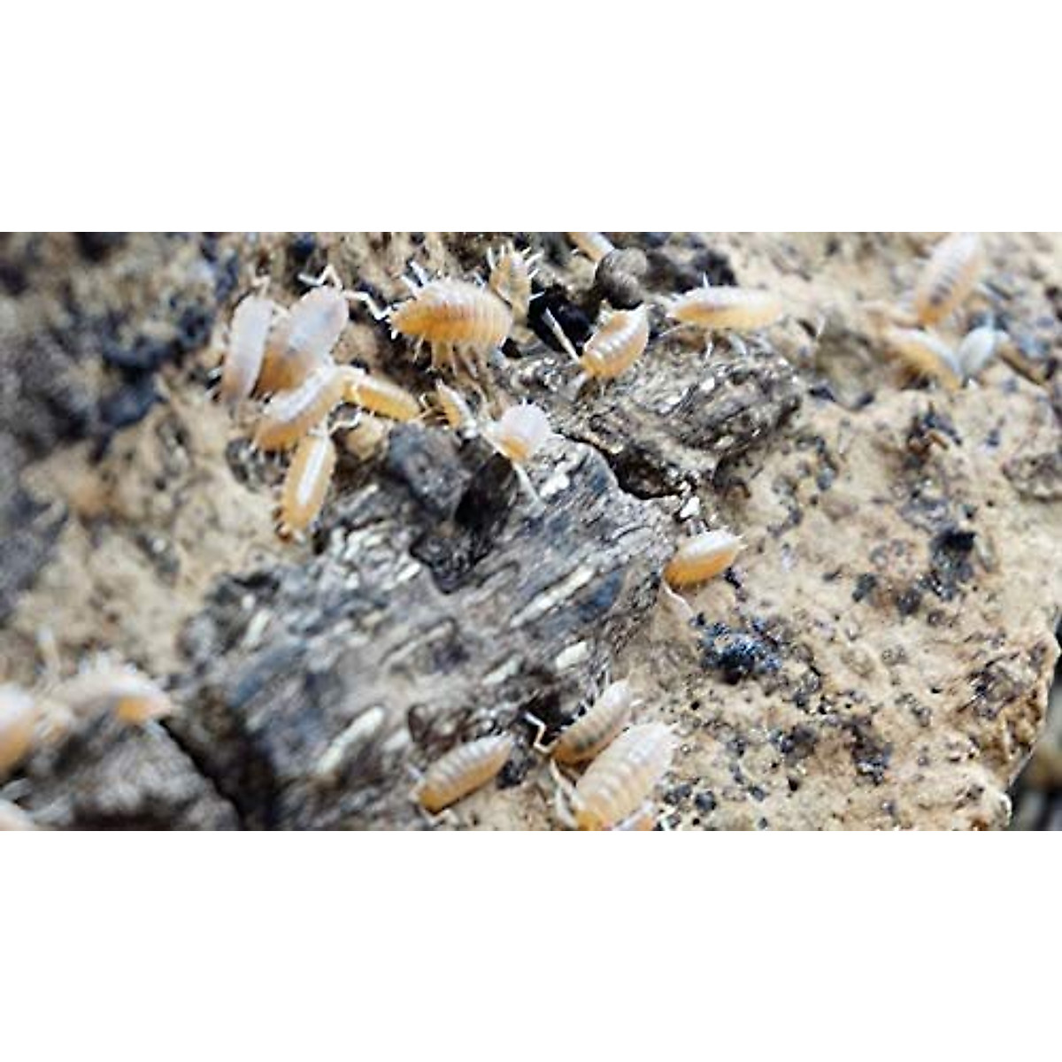 Bugzy Bugs Powder Orange Live Isopods Porcellio Pruinosus Cleanup Crew Roly Poly for Insect Terrarium Reptile Pet Food