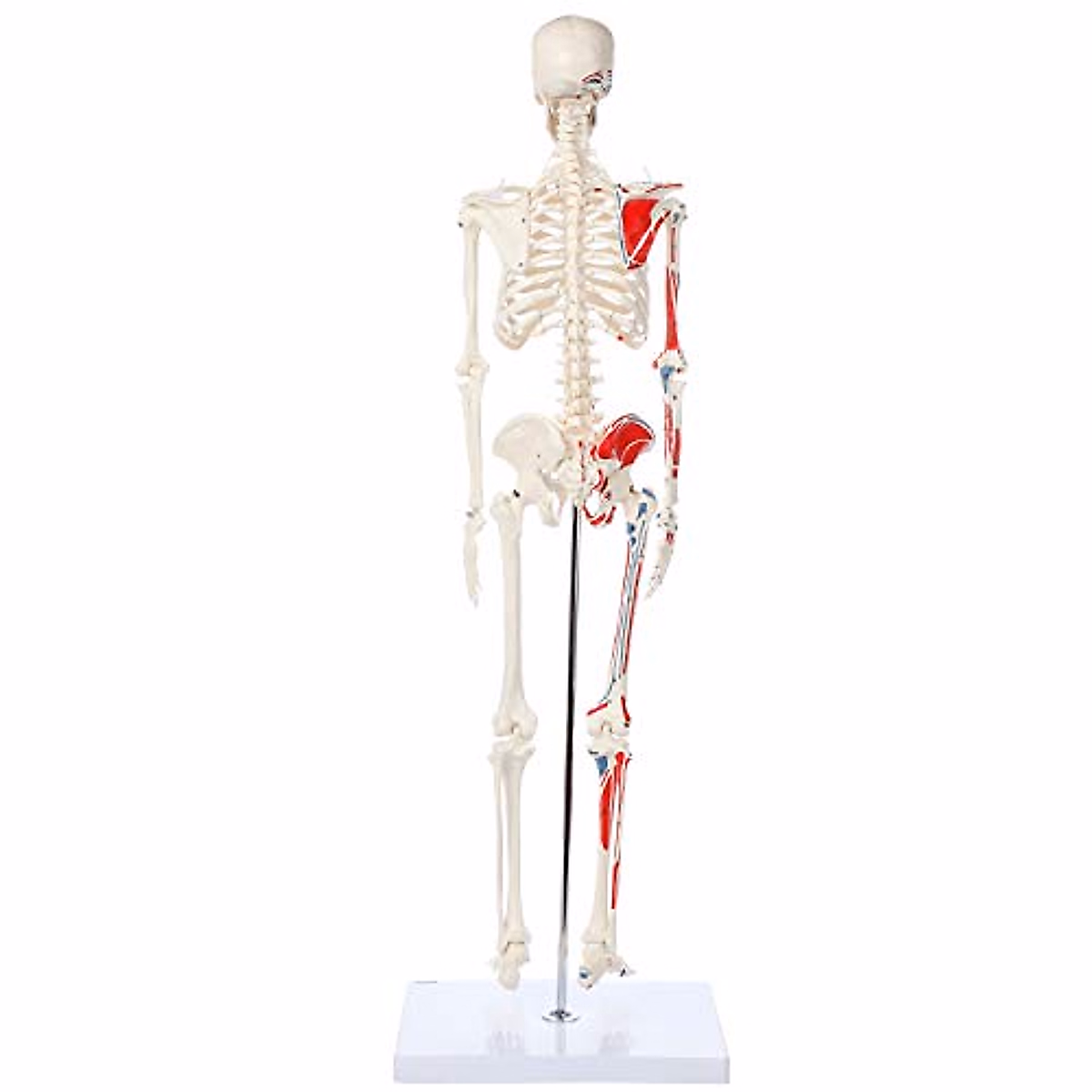 Axis Scientific Mini Human Skeleton Model with Metal Stand, 31" Tall, Painted and Numbered Muscle Insertion and Origin Points, Product Manual for Study and Reference, Easy to Assemble