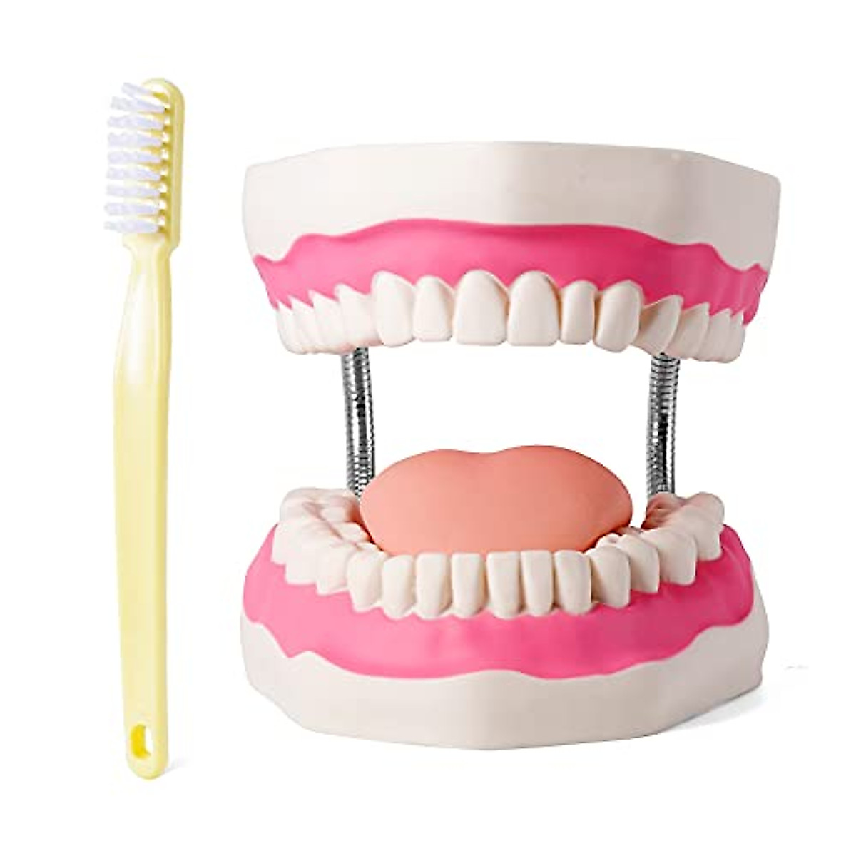 Annhua Large Anatonmical Teeth Model 6 Times Dental Hygiene Teeth Models, Dentist Teaching Oral Care Model with Detachable Tongue and Denture Toothbrush