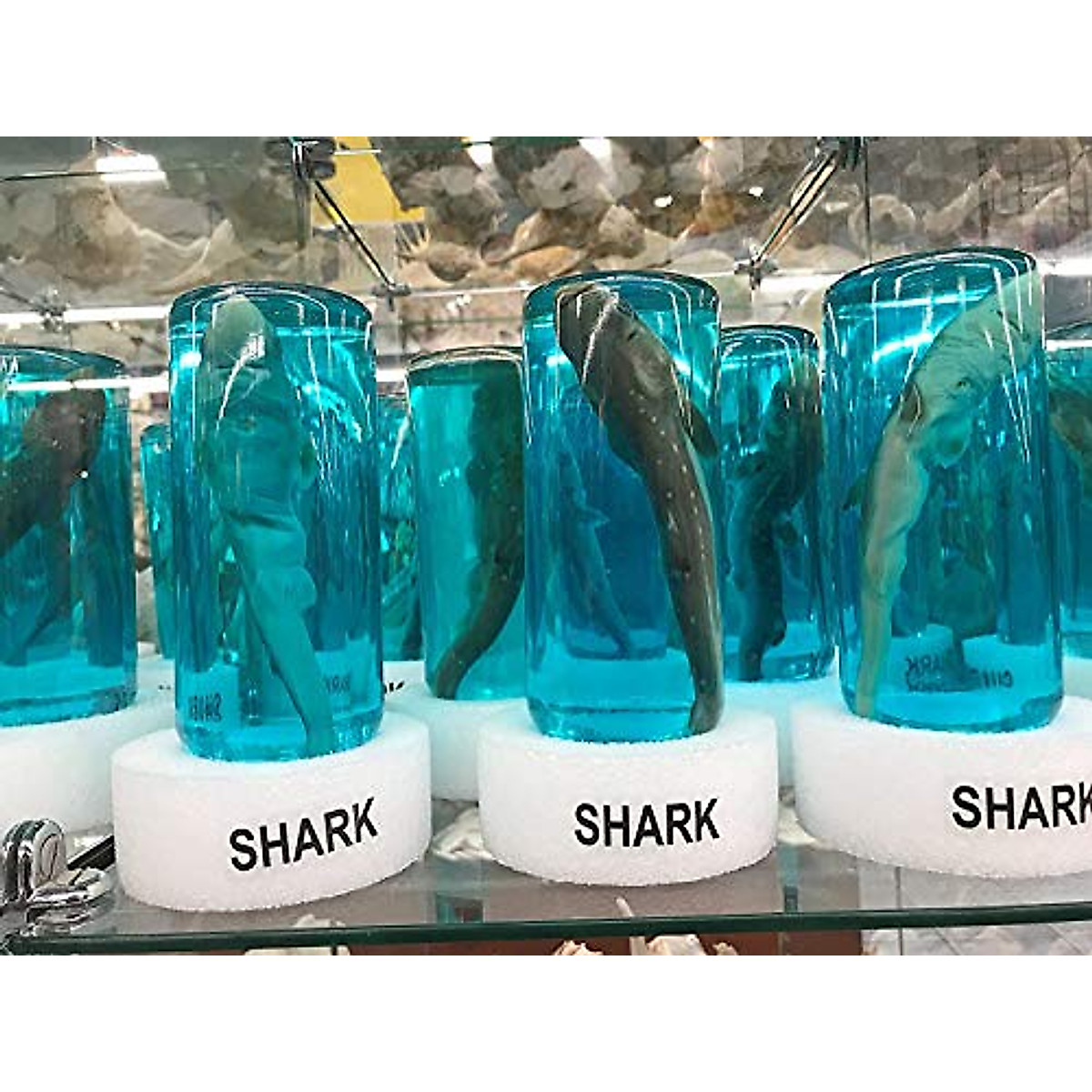Real Shark in a Bottle Jar, Marine Specimen Taxidermy, Fishing, Jaws