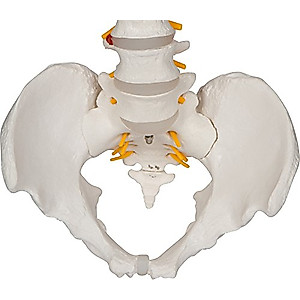 29" Flexible Chiropractic Spine Model with Stand by Trademark Scientific