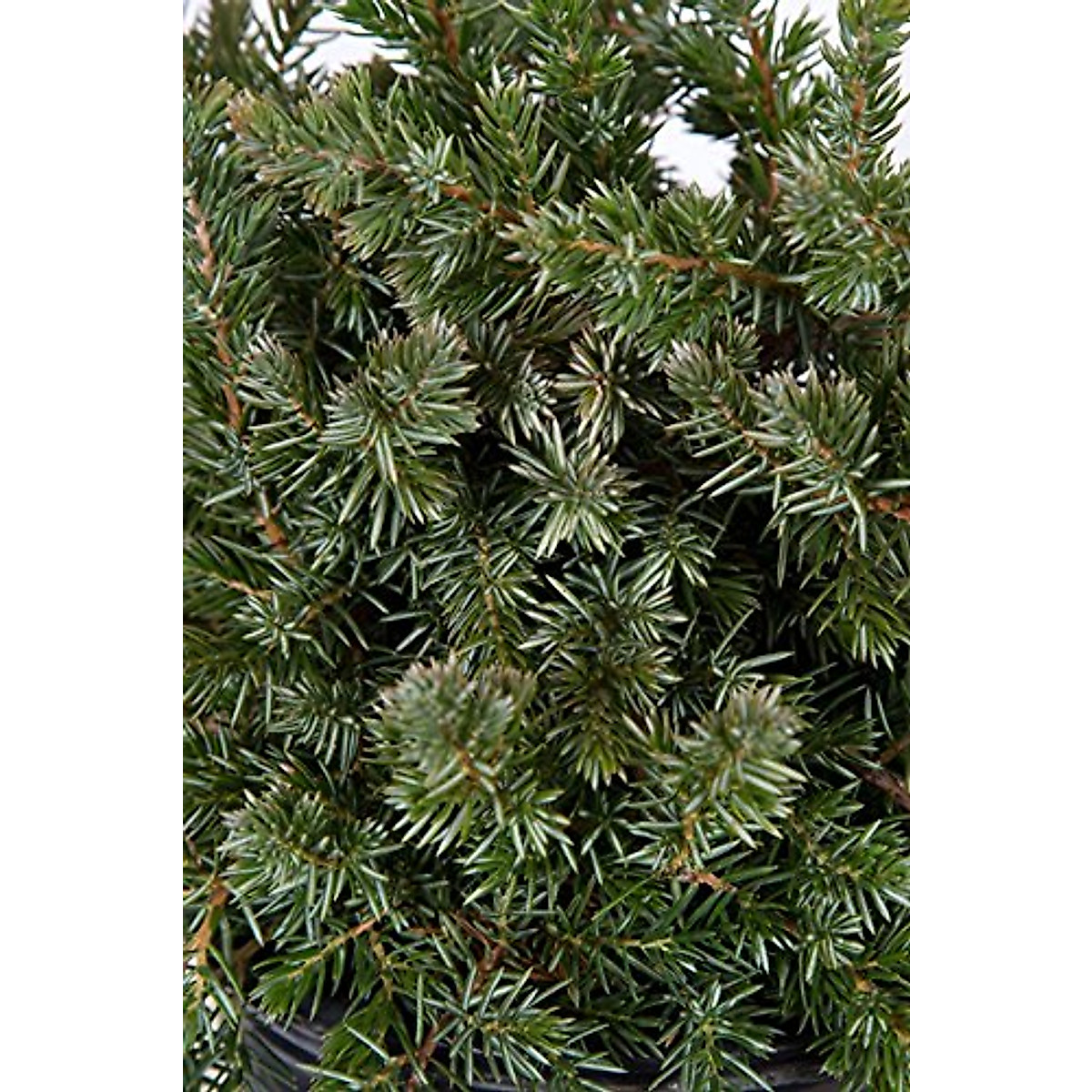 2.5 Qt - Blue Pacific Juniper(Shore Juniper) - Groundcover - Live Plant