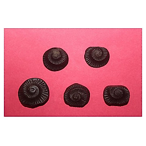 SynSpiritStore Original Shaligram/Shalagram Shila Stone (Approx. Half Inch) for Lord Vishnu Pooja and Tulsi Pooja, Nepal Gandaki River Stone