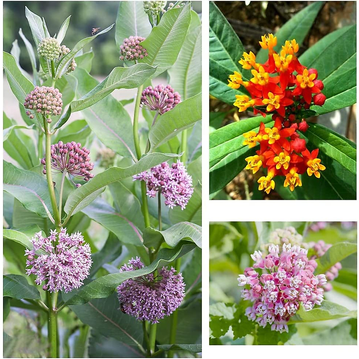 800+ Milkweed Seeds for Monarch Butterflies Heirloom Non-GMO Untreated, Butterfly Milkweed Seeds for Planting Home Garden