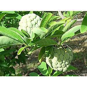 60 Pcs Sugar Apple Seeds for Planting Custard Apple, Annona squamosa Seeds, Delicious Sweet Fruits