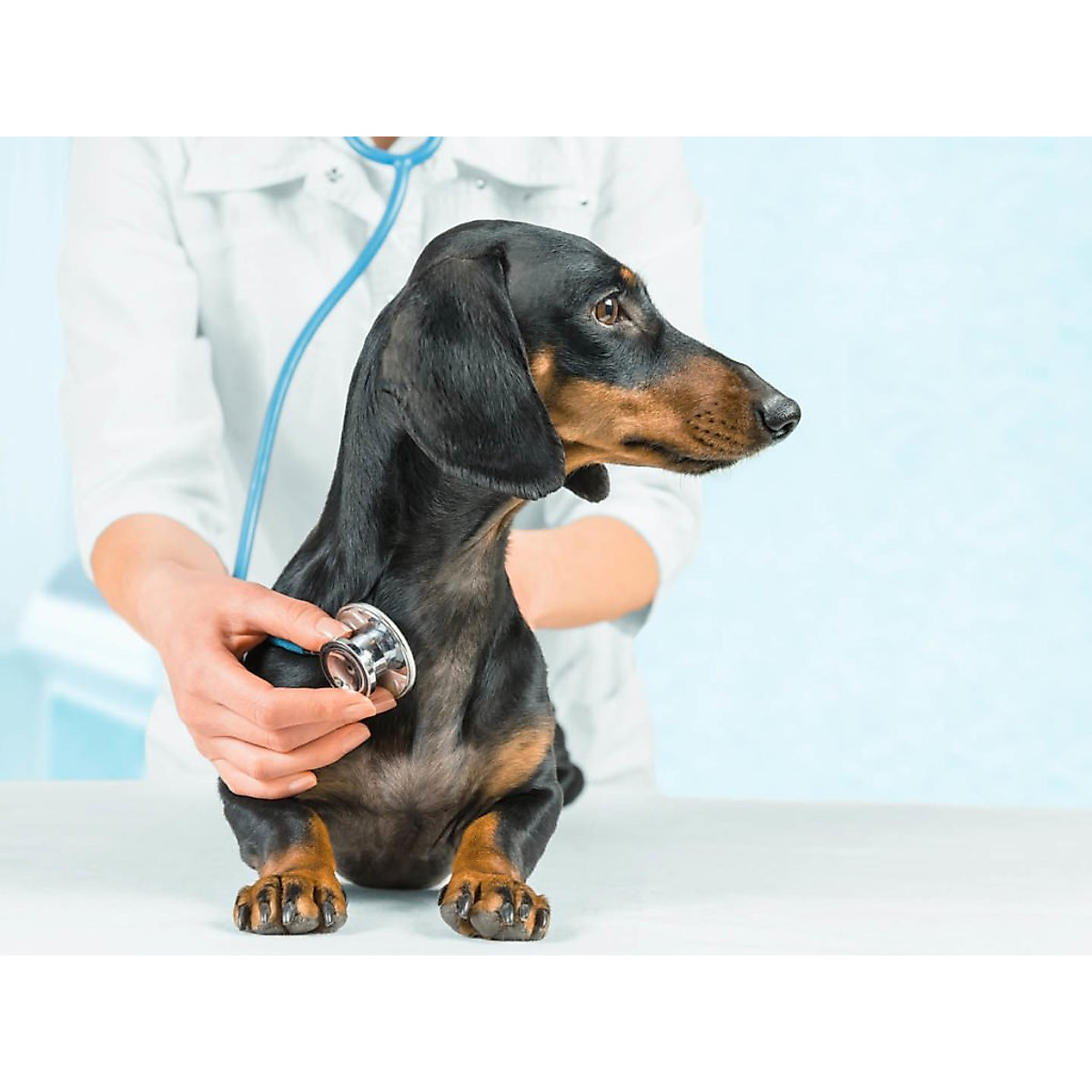 pet Health Care - Omega 3 - Dog Chewy SOFTGELS - Skin Health - Joint Support - Heart Health - Dog Omega 3 Fish Oil - 180 Softgels (1 Bottle)