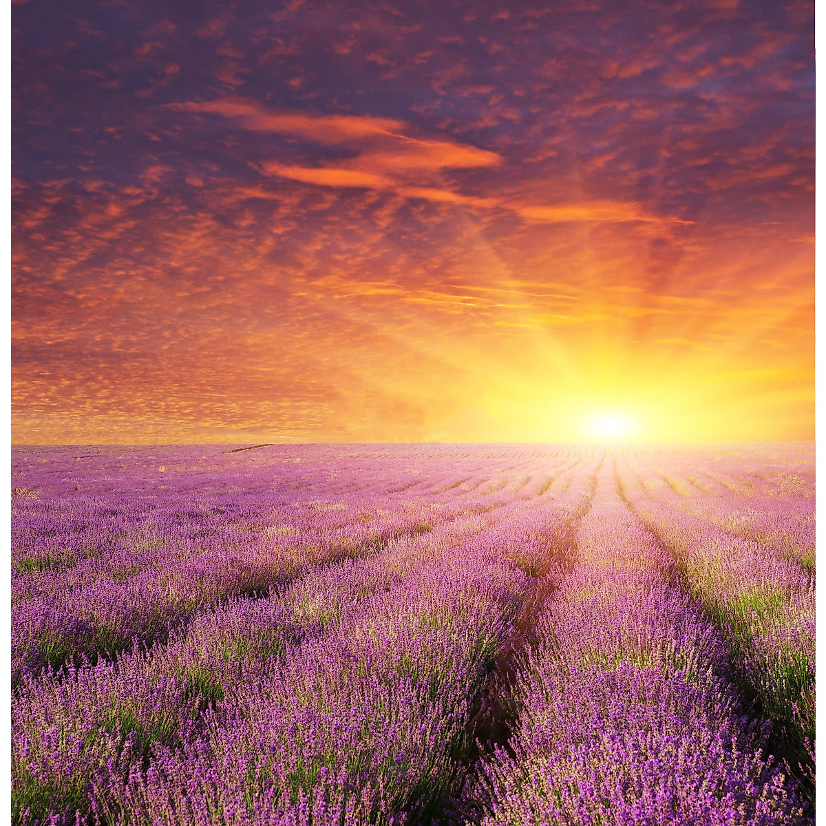 5000+ Lavender Seeds Non-GMO Heirloom Perennial Herb Seeds 90% Germination Lavender Seeds for Planting Indoors, Outdoors