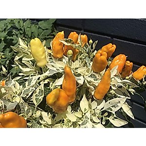 Orange Fish Pepperoncini Bonchi Bonsai Pepper Premium Seed Packet