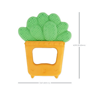 Infantino Squeeze & Teethe Succulent - Soft, Easy to Hold, BPA-Free, Natural Rubber Textured Teether for Babies 0M+