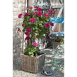 Blumat XL Classic Plant Watering Stakes | for Everyday Home or Vacation Use | Indoor or Outdoor Water Spikes for Plants | Automatic Drip Irrigation (2 Pack XL)