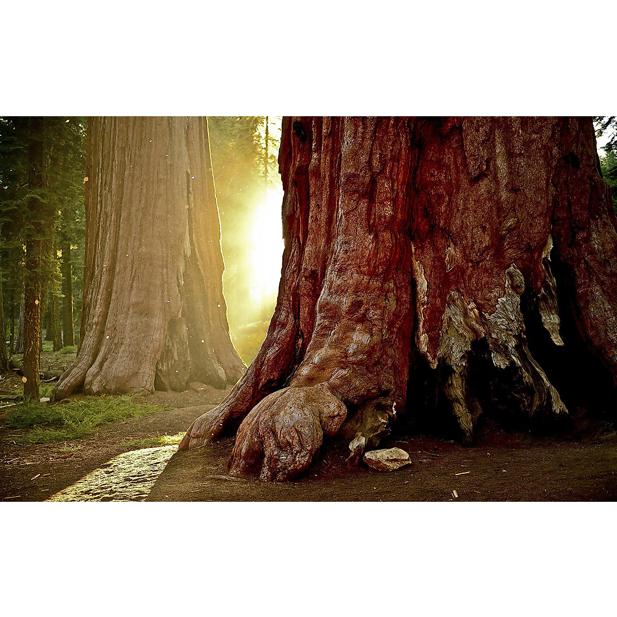 50 Giant Sequoia Seeds, Giant Redwood, Wellingtonia Seeds - 50 Seeds (Sequoiadendron giganteum) - Pack of 50 Rare and Viable Seeds - QO Seeds