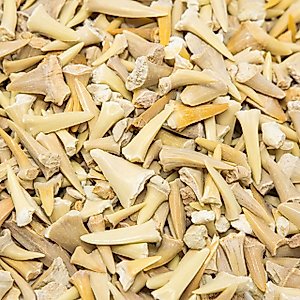 1/2 LB Shark Teeth Bulk Fossils Wholesale - Real Authentic Shark Tooth - High Grade Fossils