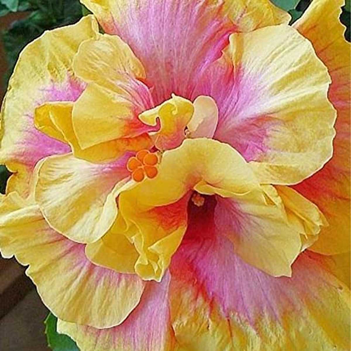 QAUZUY GARDEN 10 Seeds Double Pink Yellow Hibiscus Seeds for Planting- Hardy Exotic Perennial Garden Flower Seeds-Easy to Grow & Maintain