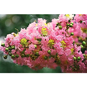 Large HOPI Crape Myrtle, 2-4ft Tall When Shipped, Matures 8-10ft, 1 Tree, Beautiful Bright Pink, (Shipped Well Rooted in Pots with Soil)