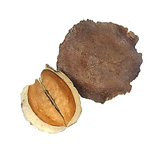 Box Lot of 30 Botanicals for Aquariums: Indian Almond Leaves, Cholla Wood, Birch Cones, Lotus Lafi Twistie Curve Pods, Pear Halves Pods, Coco Curls, Banana Sticks for Freshwater Blackwater Tannins