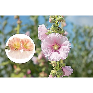 700+ Hollyhock Seeds for Planting (Alcea rosea) Perennial Flower Seeds Non GMO Heirloom Dark Red Red Pink Yellow and Orange Hollyhock Flower