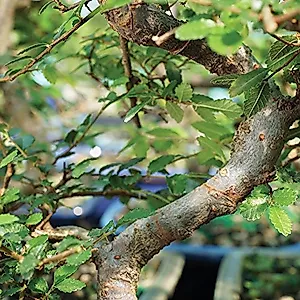 Brussel's Live Chinese Elm Outdoor Bonsai Tree - 7 Years Old; 8" to 10" Tall with Decorative Container