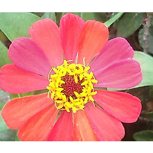 5G Mixed Zinnia Flower Seed Easy to Grow Plant