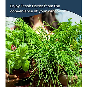 Herb Garden Kit Indoor – Indoor Herb Garden Starter Kit – Dwarf Tomato, Chili Pepper and Eggplant Seeds – Sturdy Reusable Planter, Enriched Soil & Bamboo Labels – Indoor Garden Kit