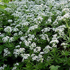 Sweet Woodruff Seeds (Galium odoratum) Packet of 10 Seeds