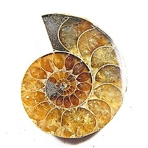 XUETZALCOATL Achyutah Sudarshan Shaligram 1.5cm - 2.5cm from Kali Gandaki 1 pcs