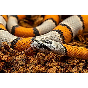 RediChip Coconut Chip Substrate for Reptiles 12 Quart Loose Medium Sized Coconut Husk Chip Reptile Bedding for Snakes, Tortoises, Geckos, Frogs, or Lizard Terrarium Tanks