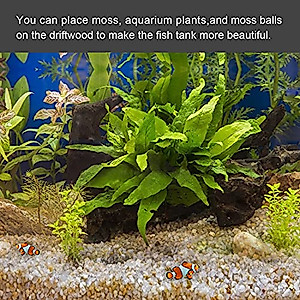 Aucks Natural Large Driftwood for Fish Tank Decoration,12 Inch-14 Inch Pack of 2 Pieces, Driftwood for Aquarium Reptile Decor, Brown