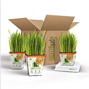 Pre-Grown Organic Cat Grass Plant for Indoor Cats. Natural Live cat Treats (3 Pack Cat Grass with Stand)