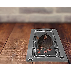 Harrier Hardware 24-Count Rat Mouse Snake Sticky Pest Baited Disposable Glue Traps Insect Spider Vermin