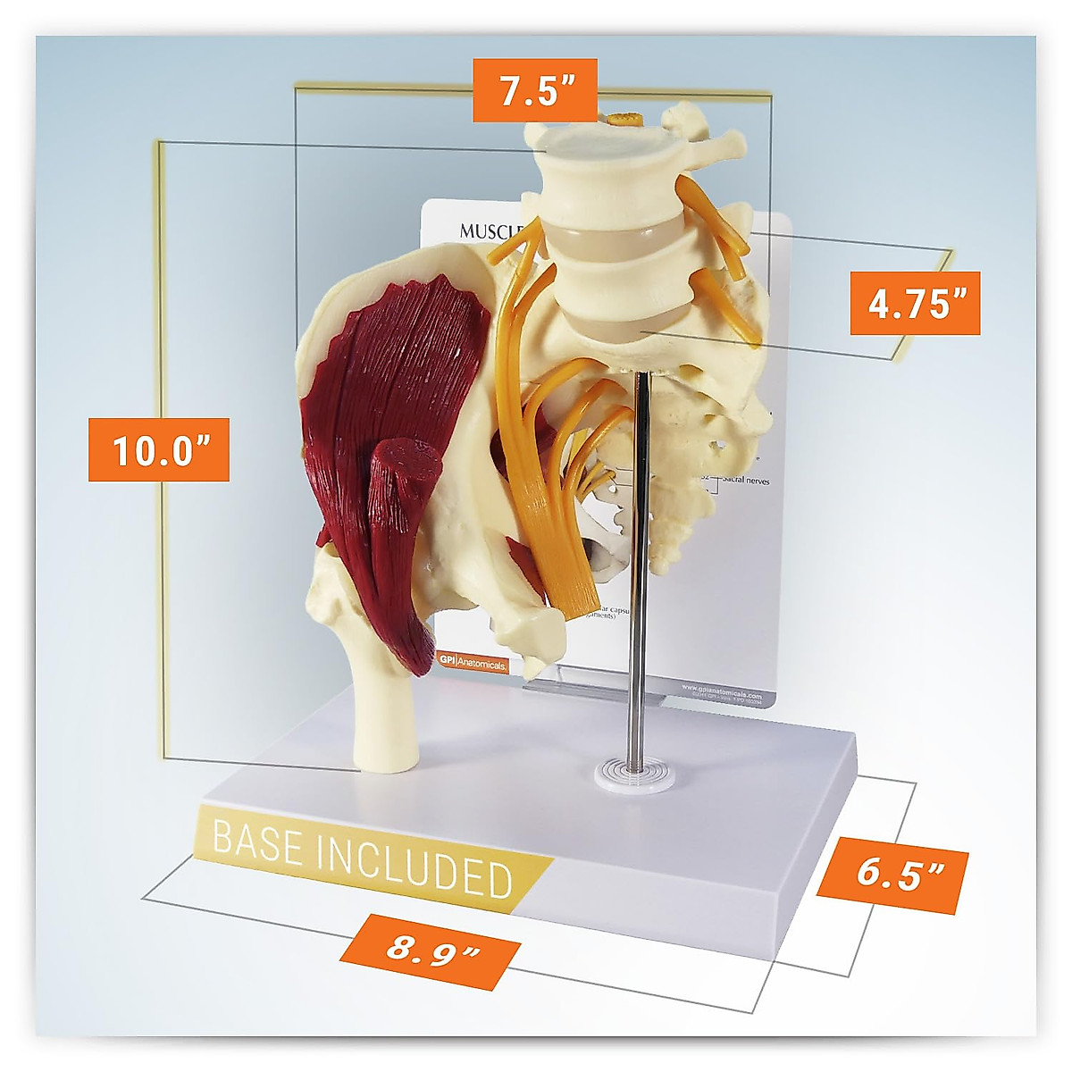 Hip Joint w/Sciatic Nerve Model | Human Body Anatomy Replica of Normal Muscled Hip Joint w/Sciatic Nerve for Doctors Office Educational Tool | GPI Anatomicals
