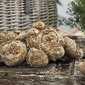 Calla Lily Bulbs - Purple Mix - Bag of 20, Mid Summer/Mixed Purple Flowers