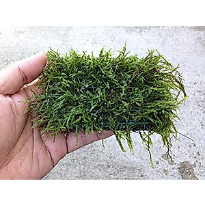 Java Moss Portion in 4 Oz Cup and Java Moss Mat - Easy Live Fresh Water Aquarium Plants