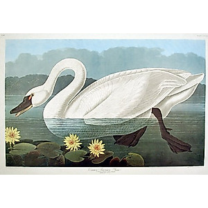 Common American Swan. From"The Birds of America" (Amsterdam Edition)