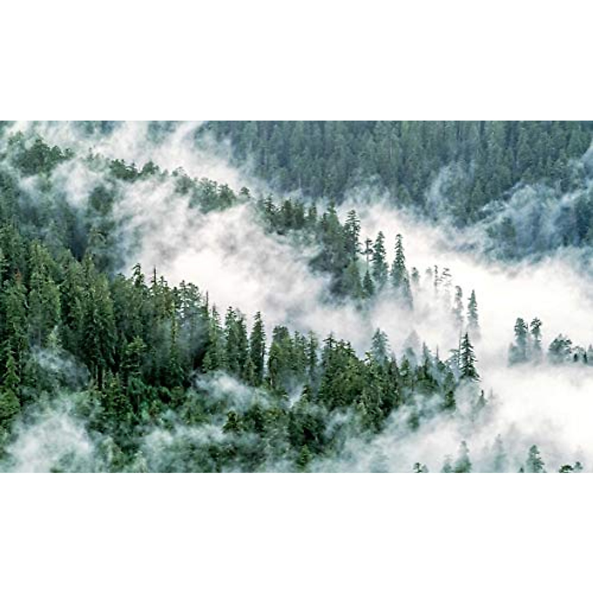 Trees (Gift Edition): Between Earth and Heaven