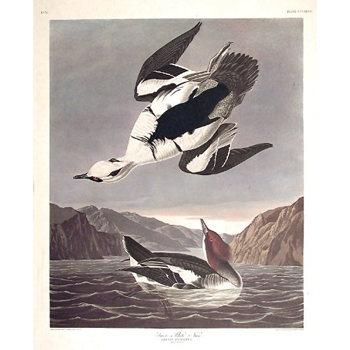 Smew or White Nun. From"The Birds of America" (Amsterdam Edition)