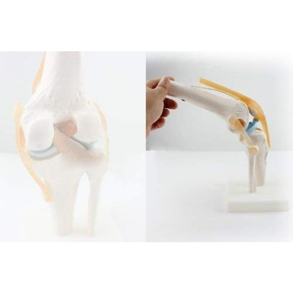 Knee Joint Simulation Model Medical Anatomy Human 1:1 Life Size