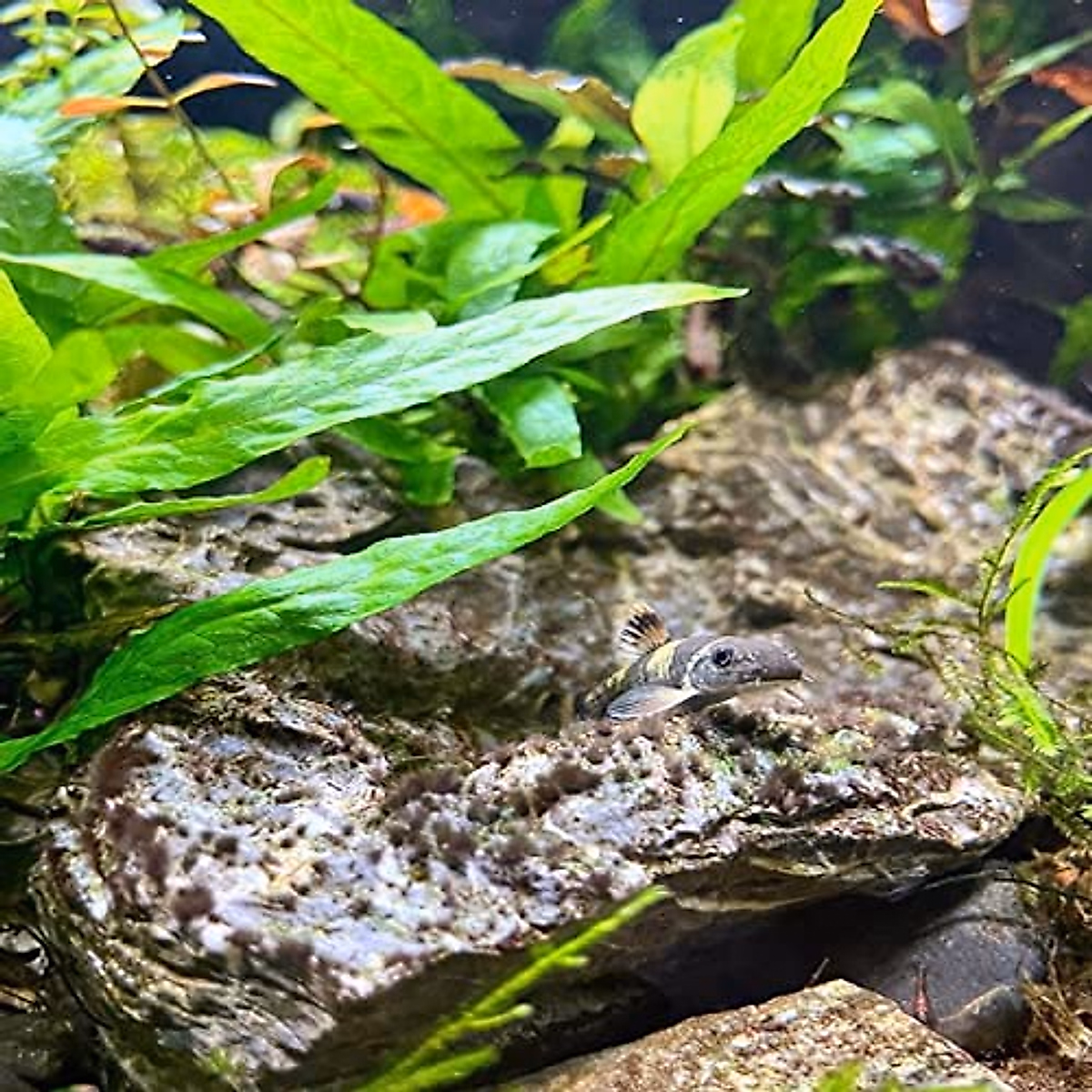 Planterest - Java Fern 1/2 Mat Medium Microsorium Pteropus US Grow Live Aquarium Plant Tropical Freshwater Decorations BUY2GET1FREE