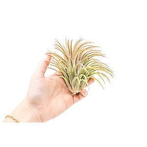 Air Plant Shop 10 Pack XL Tillandsia Ionantha Rubra- Wholesale and Bulk - Succulents - Live Tillandsia - Easy Care Indoor and Outdoor House Plants
