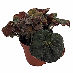 Carol Knight Begonia Plant - 3.7" Pot - Terrarium/Fairy Garden/Houseplant/Bonsai