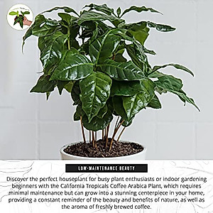 California Tropicals Arabica Coffee Plant - 4'' Live Plant, Coffee Tree, Cutie Beans, Indoor Plant Care, Gift for Coffee Lovers, House Plants Indoors for Beginners, Flowering Trees & Shrubs