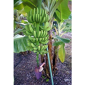 Grand Nain Chiquita Banana Tree - Live Dwarf Banana Plant