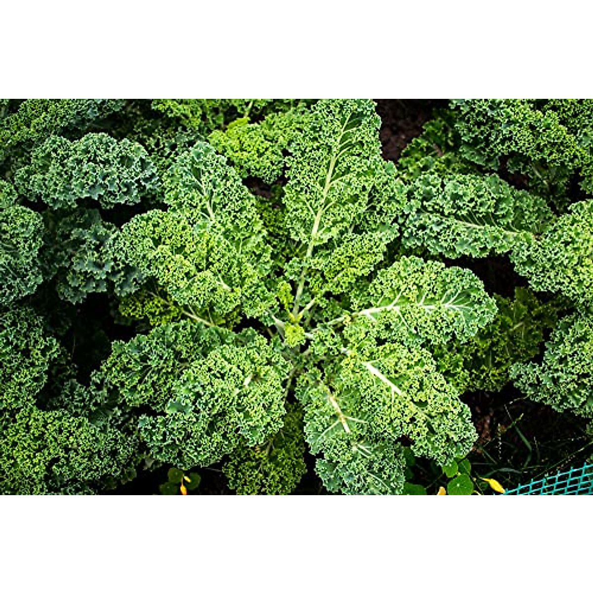 Dwarf Siberian Kale Seeds for Planting, 500+ Heirloom Seeds Per Packet, (Isla's Garden Seeds), Non GMO Seeds, Botanical Name: Brassica oleracea, Great Home Garden Gift