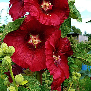 Hollyhock Seeds - Henry VIII - Red - Packet - Red Flower Seeds, Heirloom Seed Attracts Bees, Attracts Butterflies, Attracts Hummingbirds, Attracts Pollinators, Easy to Grow & Maintain, Container